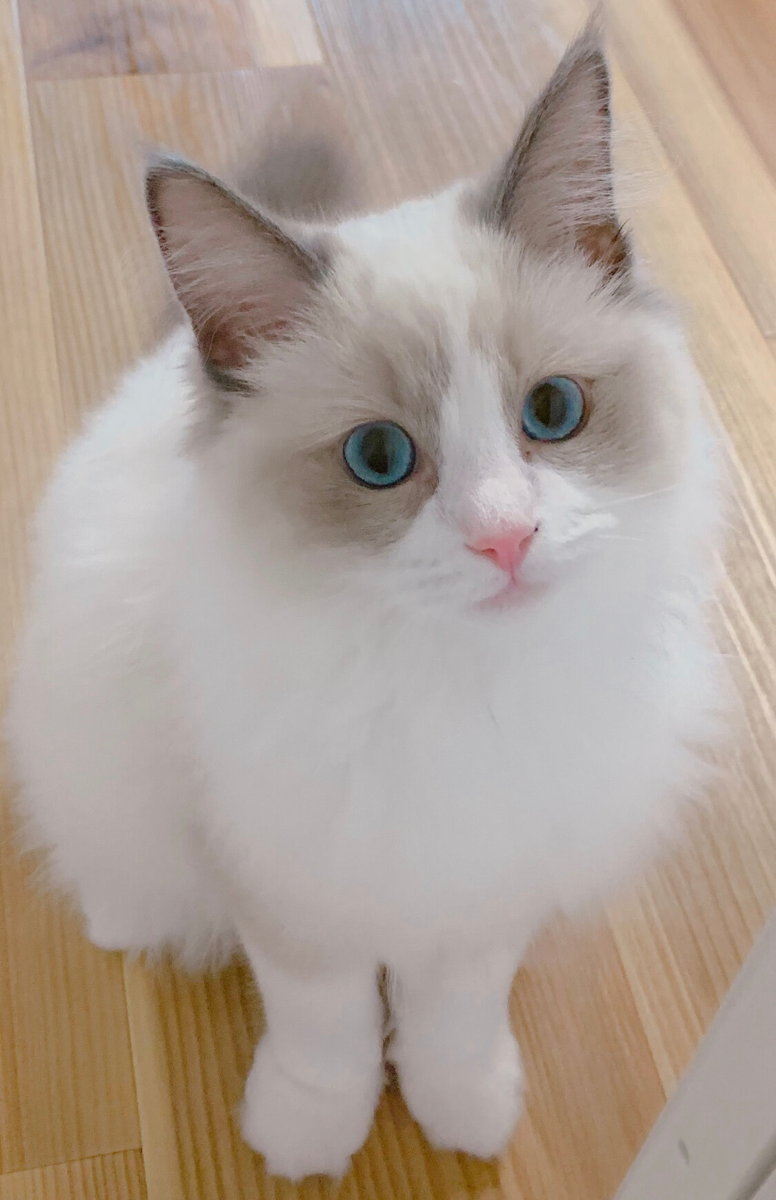 Introduction of Coco-chan ♡ – Mai Mizusawa – | Mai's Diary – Mai Mizusawa